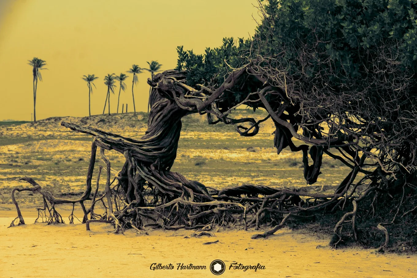 Tree Sloth – Atrações – Jericoacoara – Ceará - Rota Tecnologica