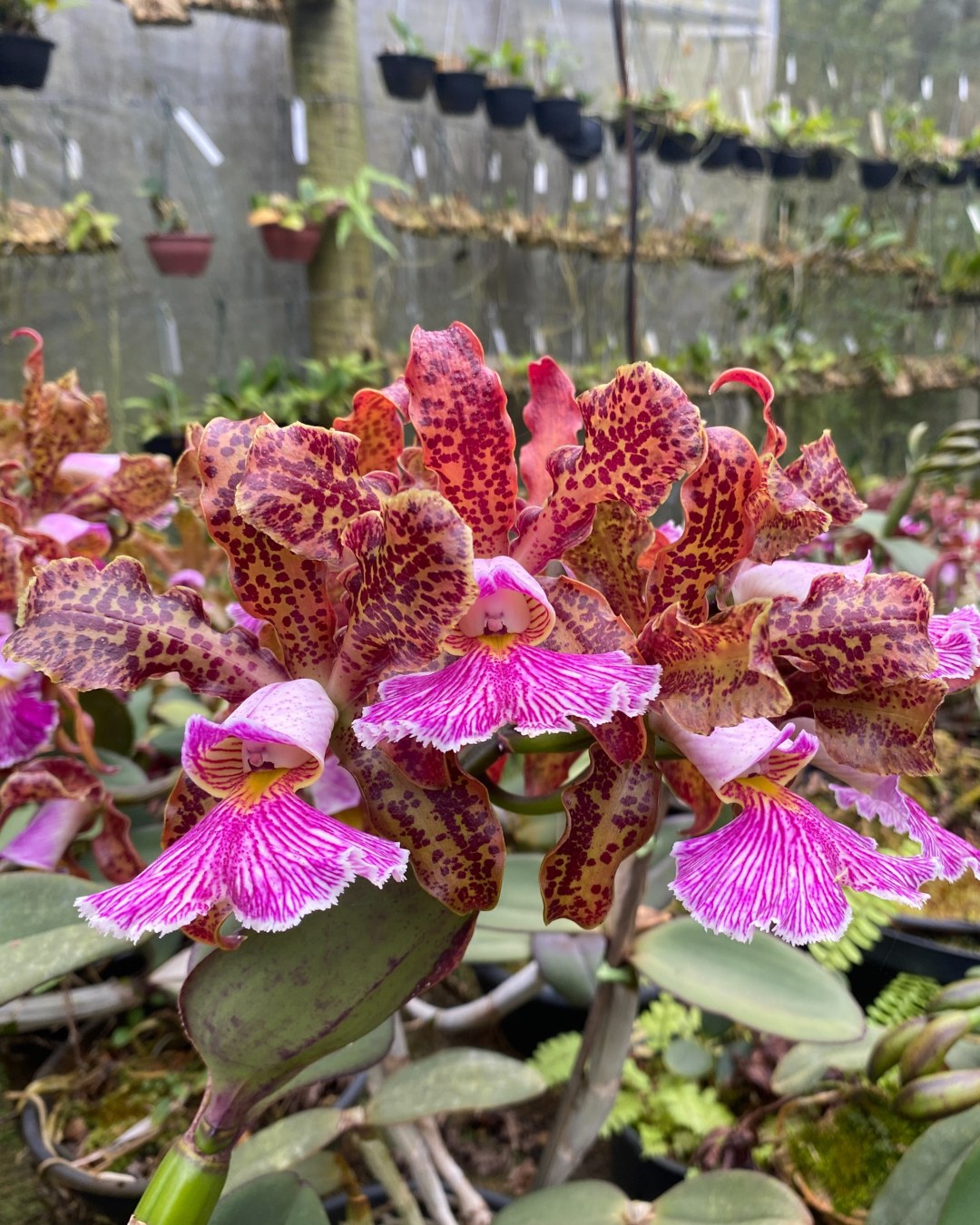 Orquídário Recanto das Orquídeas – Fabricante – Marechal Floriano – ES ...